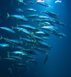 Tonno: specie, metodi di pesca, i prodotti | Rio Mare